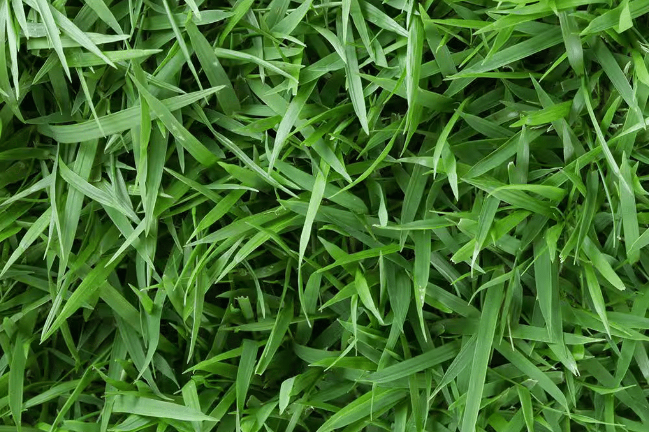 Centipede Grass | La Sod & Dirt